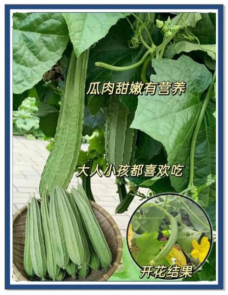 广东丝瓜怎么种_广东丝瓜品种哪个好-第3张图片-山城妙识 广东丝瓜怎么种_广东丝瓜品种哪个好-第3张图片-山城妙识