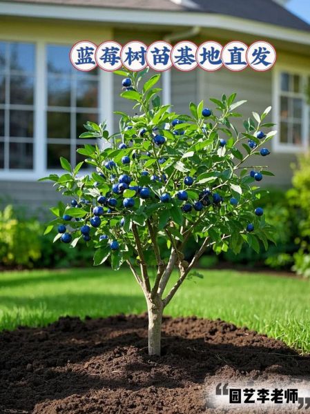 蓝莓树长什么样_蓝莓树怎么种植-第2张图片-山城妙识