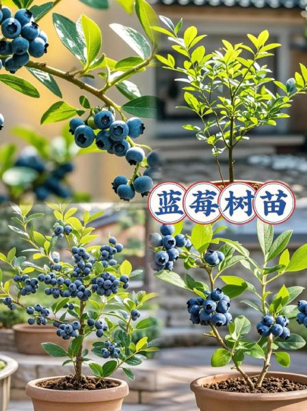 蓝莓树长什么样_蓝莓树怎么种植-第1张图片-山城妙识