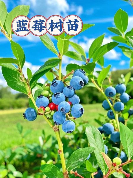 蓝莓树长什么样_蓝莓树怎么种植-第3张图片-山城妙识