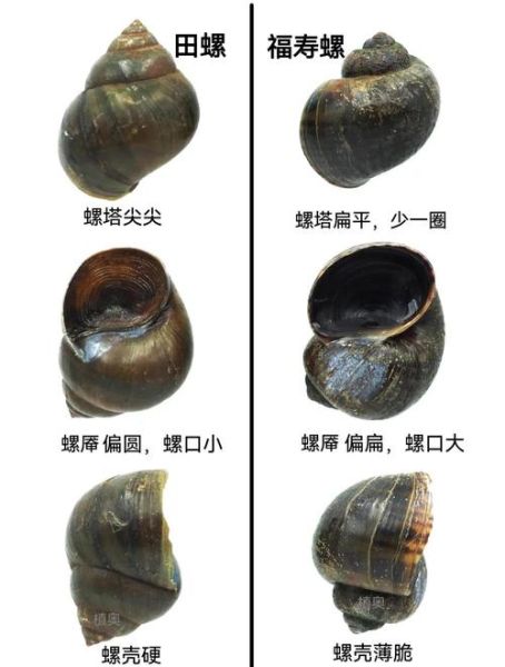 淡水螺类大全名称_如何辨别常见淡水螺-第1张图片-山城妙识 淡水螺类大全名称_如何辨别常见淡水螺-第1张图片-山城妙识