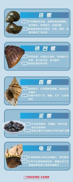 淡水螺类大全名称_如何辨别常见淡水螺-第3张图片-山城妙识 淡水螺类大全名称_如何辨别常见淡水螺-第3张图片-山城妙识