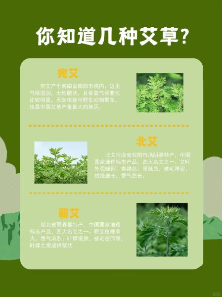 艾草的功效与作用有哪些_艾草的主治功能是什么-第1张图片-山城妙识 艾草的功效与作用有哪些_艾草的主治功能是什么-第1张图片-山城妙识