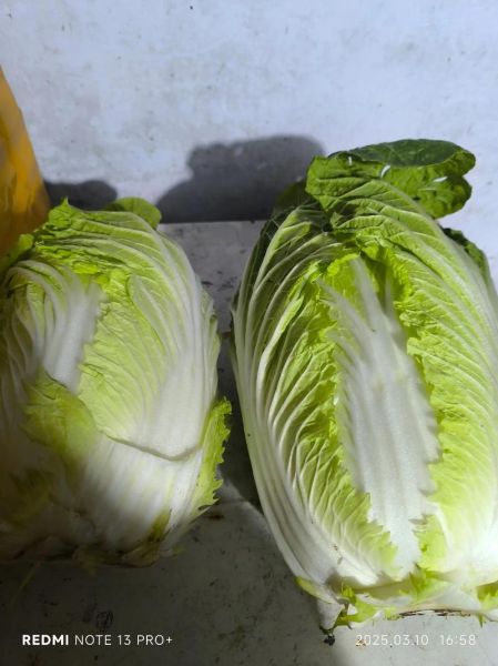 水煮白菜的热量_减肥可以吃吗-第2张图片-山城妙识 水煮白菜的热量_减肥可以吃吗-第2张图片-山城妙识