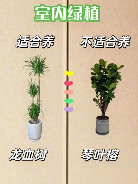 小面积室内养殖项目有哪些_适合新手吗-第2张图片-山城妙识 小面积室内养殖项目有哪些_适合新手吗-第2张图片-山城妙识