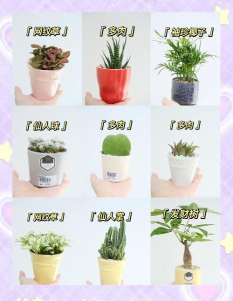 小面积室内养殖项目有哪些_适合新手吗-第3张图片-山城妙识 小面积室内养殖项目有哪些_适合新手吗-第3张图片-山城妙识