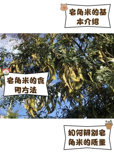 皂角米骗局揭秘_皂角米真假怎么分辨-第3张图片-山城妙识 皂角米骗局揭秘_皂角米真假怎么分辨-第3张图片-山城妙识