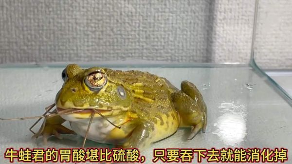 牛蛙君怎么养_牛蛙君能长多大-第2张图片-山城妙识 牛蛙君怎么养_牛蛙君能长多大-第2张图片-山城妙识