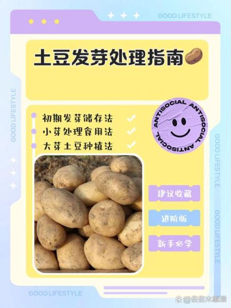 土豆发芽怎么处理_吃了会中毒吗-第1张图片-山城妙识 土豆发芽怎么处理_吃了会中毒吗-第1张图片-山城妙识