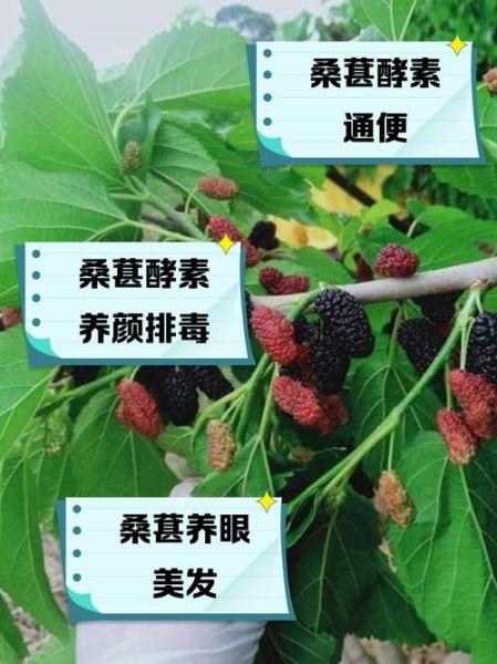 水果酵素的作用与功效_长期喝有什么副作用-第1张图片-山城妙识 水果酵素的作用与功效_长期喝有什么副作用-第1张图片-山城妙识