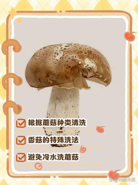 香菇怎么洗才干净_干香菇和鲜香菇清洗区别-第2张图片-山城妙识