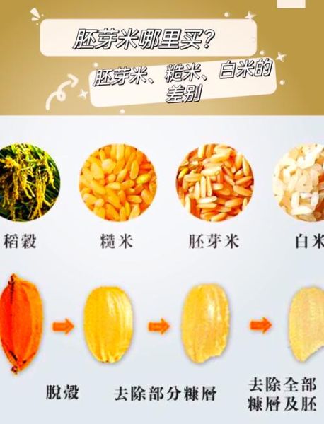 糙米怎么读_糙米和大米区别-第1张图片-山城妙识 糙米怎么读_糙米和大米区别-第1张图片-山城妙识