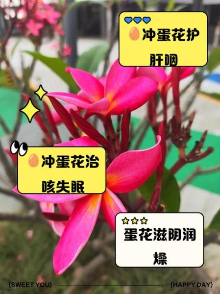 冲鸡蛋花的功效与禁忌_适合什么人喝-第1张图片-山城妙识