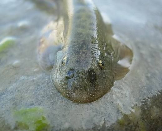 巴鱼有毒吗_巴鱼毒性部位在哪-第3张图片-山城妙识 巴鱼有毒吗_巴鱼毒性部位在哪-第3张图片-山城妙识