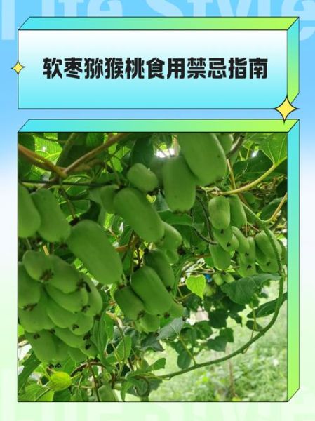 猕猴桃怎么吃不酸_猕猴桃去酸技巧-第2张图片-山城妙识