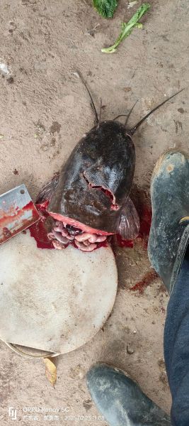 塘虱怎么读_塘虱是什么鱼-第2张图片-山城妙识 塘虱怎么读_塘虱是什么鱼-第2张图片-山城妙识