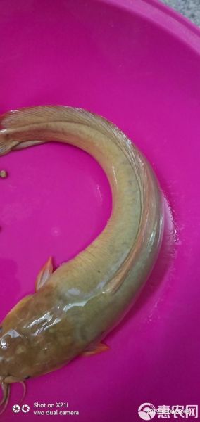 塘虱怎么读_塘虱是什么鱼-第1张图片-山城妙识 塘虱怎么读_塘虱是什么鱼-第1张图片-山城妙识