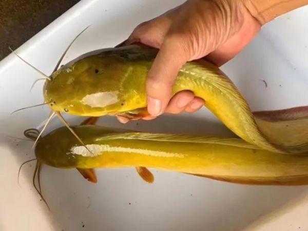 塘虱怎么读_塘虱是什么鱼-第3张图片-山城妙识 塘虱怎么读_塘虱是什么鱼-第3张图片-山城妙识