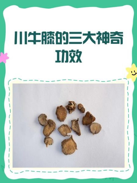 川牛膝的功效与作用_川牛膝的禁忌症有哪些-第1张图片-山城妙识 川牛膝的功效与作用_川牛膝的禁忌症有哪些-第1张图片-山城妙识