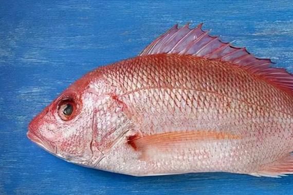 美国红鱼营养价值_美国红鱼有什么营养-第1张图片-山城妙识 美国红鱼营养价值_美国红鱼有什么营养-第1张图片-山城妙识