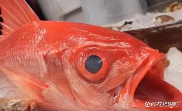 美国红鱼营养价值_美国红鱼有什么营养-第2张图片-山城妙识 美国红鱼营养价值_美国红鱼有什么营养-第2张图片-山城妙识