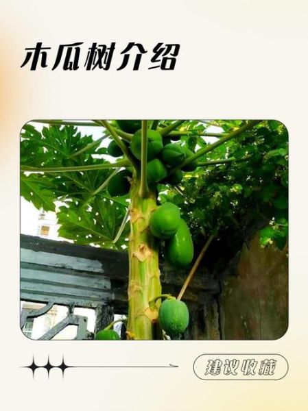 北方木瓜树怎么种_北方木瓜树耐寒吗-第1张图片-山城妙识 北方木瓜树怎么种_北方木瓜树耐寒吗-第1张图片-山城妙识