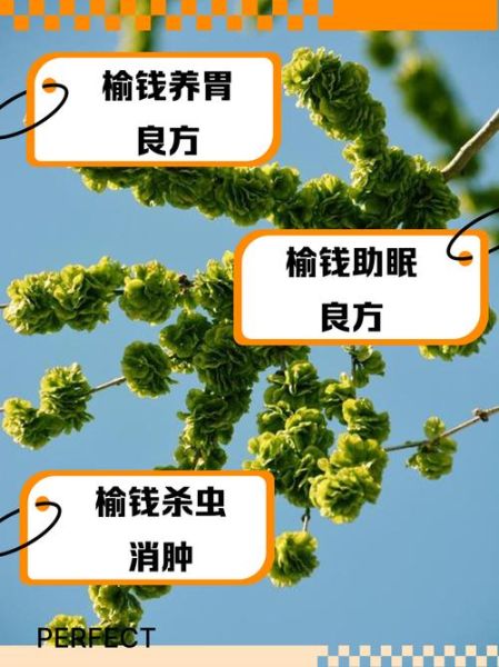 榆钱树怎么种_榆钱树的功效与作用-第1张图片-山城妙识 榆钱树怎么种_榆钱树的功效与作用-第1张图片-山城妙识