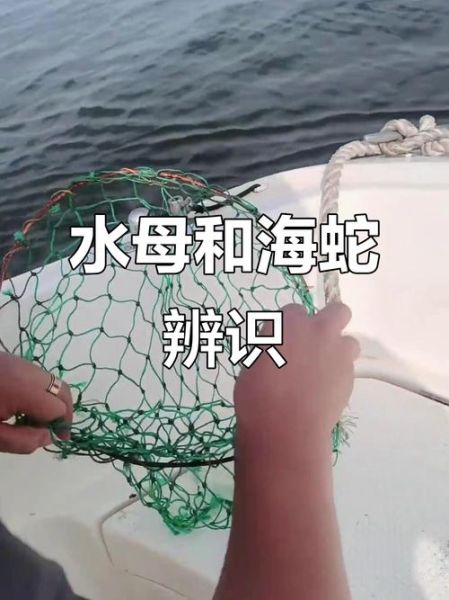 吃的海蜇是水母吗_海蜇和水母的区别-第2张图片-山城妙识 吃的海蜇是水母吗_海蜇和水母的区别-第2张图片-山城妙识