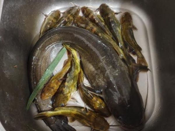 白天钓鲶鱼用什么饵_白天钓鲶鱼怎么找鱼窝-第1张图片-山城妙识 白天钓鲶鱼用什么饵_白天钓鲶鱼怎么找鱼窝-第1张图片-山城妙识