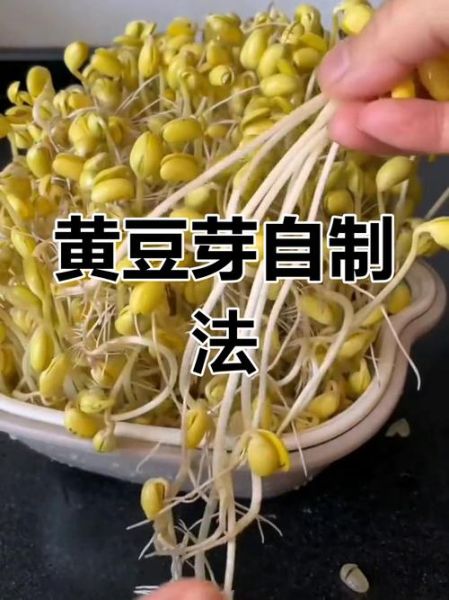 在家怎么做黄豆芽_黄豆芽发芽温度多少合适-第1张图片-山城妙识