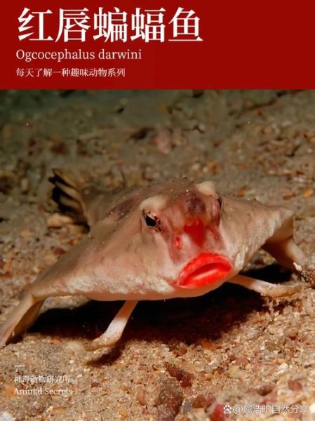 蝙蝠鱼长什么样子_蝙蝠鱼有毒吗-第1张图片-山城妙识