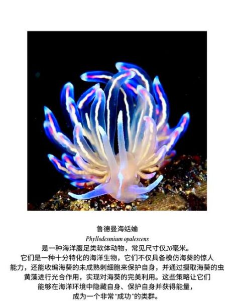 海兔图片大全_海兔是兔子还是海洋生物-第1张图片-山城妙识 海兔图片大全_海兔是兔子还是海洋生物-第1张图片-山城妙识