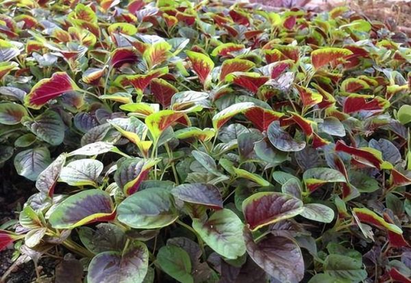 红叶苋菜补血吗_红叶苋菜怎么吃最营养-第2张图片-山城妙识 红叶苋菜补血吗_红叶苋菜怎么吃最营养-第2张图片-山城妙识