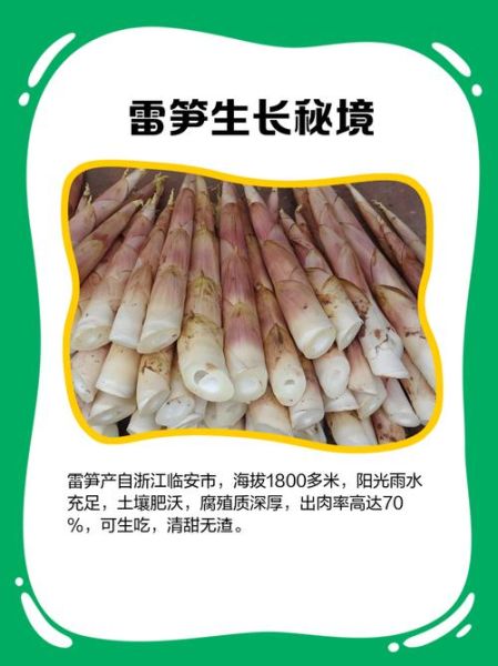 姣笋的种类有哪些_姣笋和雷笋区别是什么-第2张图片-山城妙识 姣笋的种类有哪些_姣笋和雷笋区别是什么-第2张图片-山城妙识