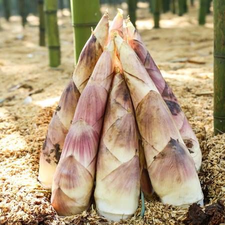 姣笋的种类有哪些_姣笋和雷笋区别是什么-第3张图片-山城妙识 姣笋的种类有哪些_姣笋和雷笋区别是什么-第3张图片-山城妙识