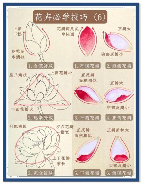 荷花怎么画_初学者步骤-第3张图片-山城妙识 荷花怎么画_初学者步骤-第3张图片-山城妙识