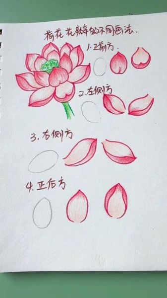 荷花怎么画_初学者步骤-第1张图片-山城妙识 荷花怎么画_初学者步骤-第1张图片-山城妙识