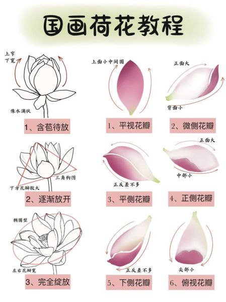 荷花怎么画_初学者步骤-第2张图片-山城妙识 荷花怎么画_初学者步骤-第2张图片-山城妙识
