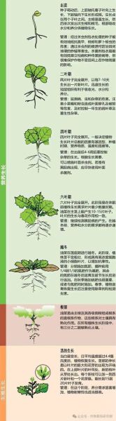 小油菜什么时候播种_小油菜种植技术与管理-第3张图片-山城妙识 小油菜什么时候播种_小油菜种植技术与管理-第3张图片-山城妙识