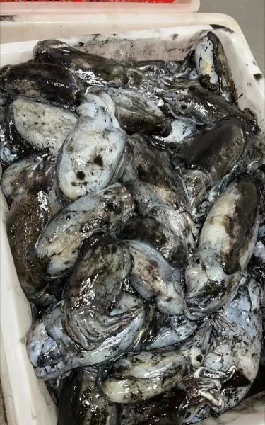 墨鱼图片大全大图真实_墨鱼高清照片哪里找-第2张图片-山城妙识 墨鱼图片大全大图真实_墨鱼高清照片哪里找-第2张图片-山城妙识