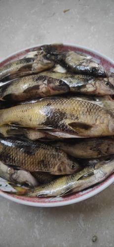 淡水石斑鱼多少钱一斤_淡水石斑鱼价格走势-第2张图片-山城妙识 淡水石斑鱼多少钱一斤_淡水石斑鱼价格走势-第2张图片-山城妙识