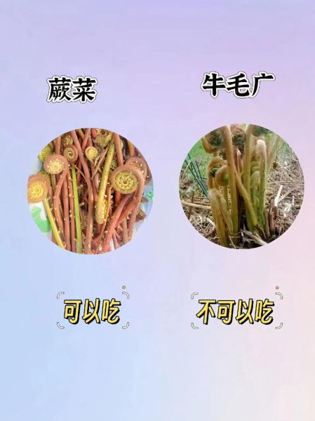 农村常见野菜有哪些_如何辨别可食用野菜-第3张图片-山城妙识 农村常见野菜有哪些_如何辨别可食用野菜-第3张图片-山城妙识