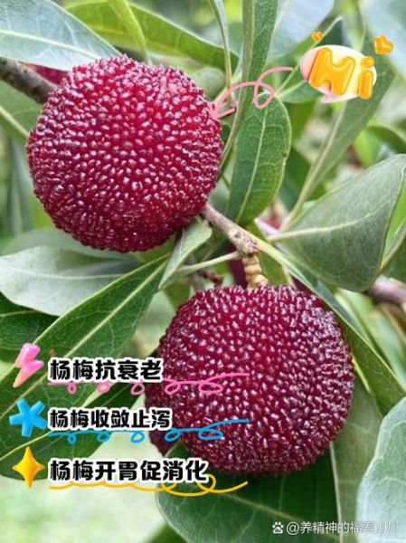 吃杨梅有什么好处和禁忌_哪些人不能吃杨梅-第1张图片-山城妙识 吃杨梅有什么好处和禁忌_哪些人不能吃杨梅-第1张图片-山城妙识