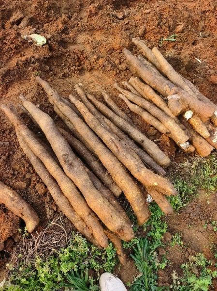 淮山怎么种_淮山种植技术视频教程-第2张图片-山城妙识 淮山怎么种_淮山种植技术视频教程-第2张图片-山城妙识