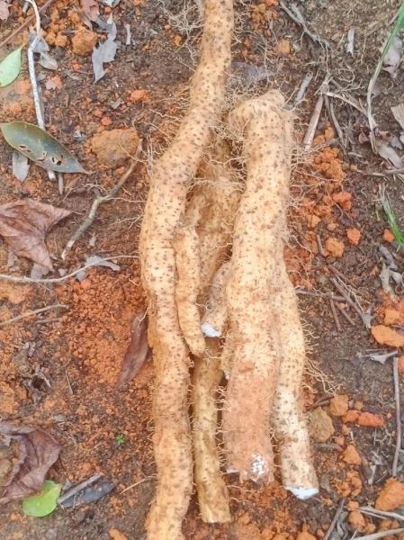 淮山怎么种_淮山种植技术视频教程-第1张图片-山城妙识 淮山怎么种_淮山种植技术视频教程-第1张图片-山城妙识