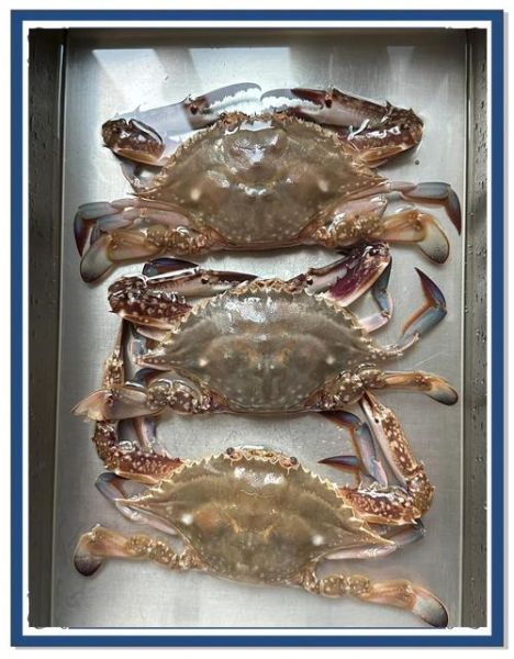 梭子蟹蒸多久才熟_梭子蟹冷水蒸还是热水蒸-第3张图片-山城妙识 梭子蟹蒸多久才熟_梭子蟹冷水蒸还是热水蒸-第3张图片-山城妙识