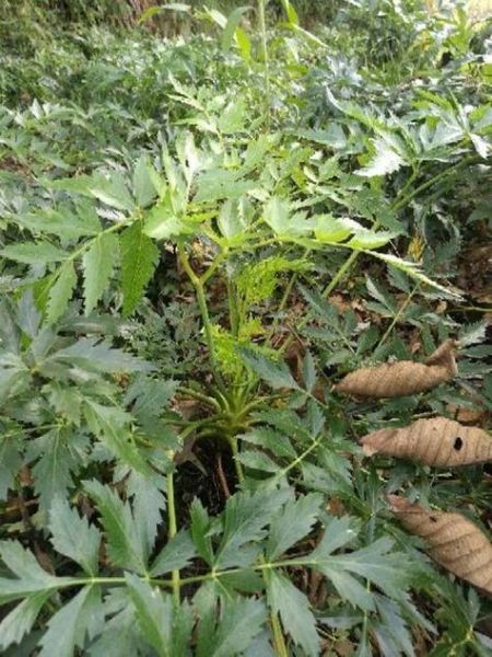 川芎的功效与作用_川芎能治疗哪些疾病-第3张图片-山城妙识 川芎的功效与作用_川芎能治疗哪些疾病-第3张图片-山城妙识