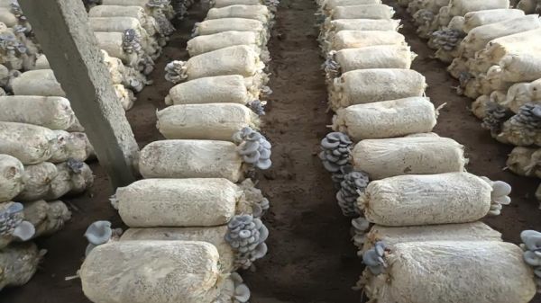 平菇栽培技术_平菇出菇慢怎么办-第2张图片-山城妙识 平菇栽培技术_平菇出菇慢怎么办-第2张图片-山城妙识