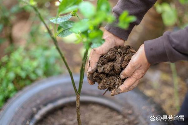 甘蔗渣有什么用途_甘蔗渣可以做什么-第3张图片-山城妙识