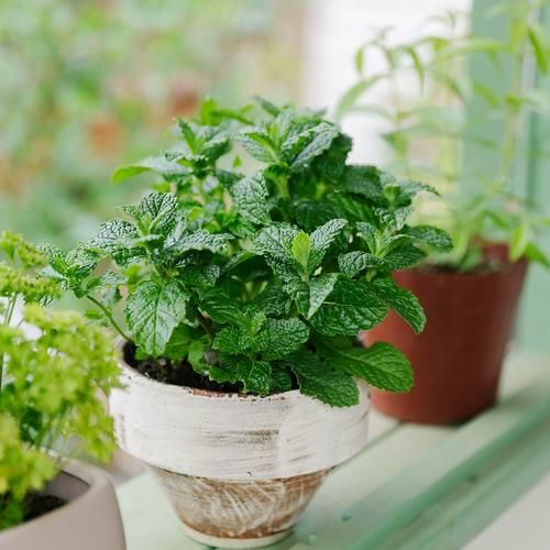 牛至叶的功效与作用_牛至叶怎么吃-第3张图片-山城妙识 牛至叶的功效与作用_牛至叶怎么吃-第3张图片-山城妙识